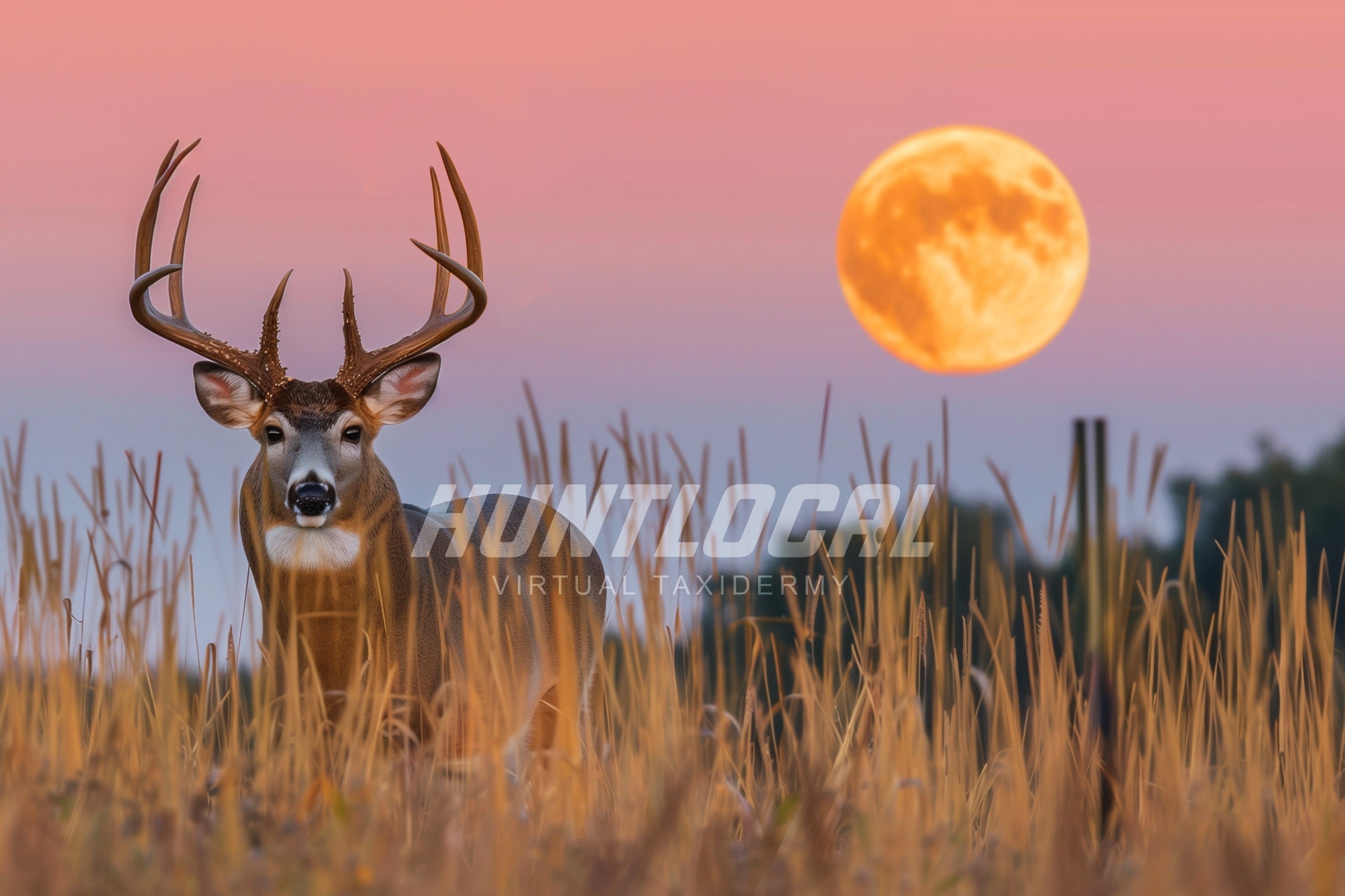 Scene 11 - Whitetail Custom Art – Hunt Local